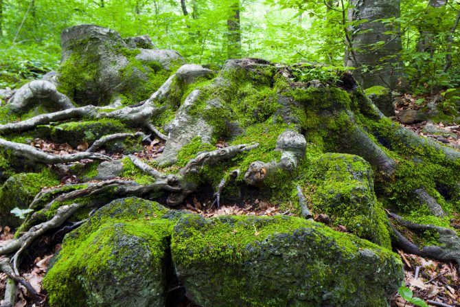 How Does Your Garden Grow: Moss, It’s Always Under Foot | Tacoma Public ...