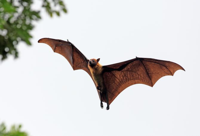 Batty About Bats! | Tacoma Public Library